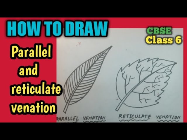 Parallel Venation Parallel Veins Of Corn Leaf UWDC UW Madison