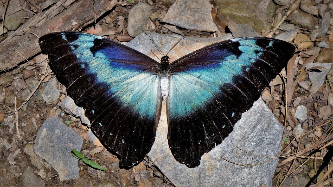 Morpho cisseis from Bolivia - YouTube