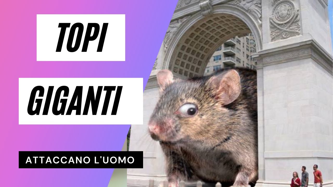 Invasione dei TOPI giganti in Australia, attacco all'uomo - YouTube