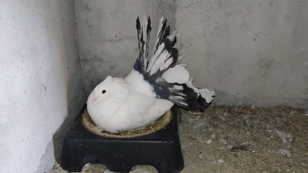 Cuibare noi pentru puișorii de porumbei!🐣🕊️🥚 - YouTube