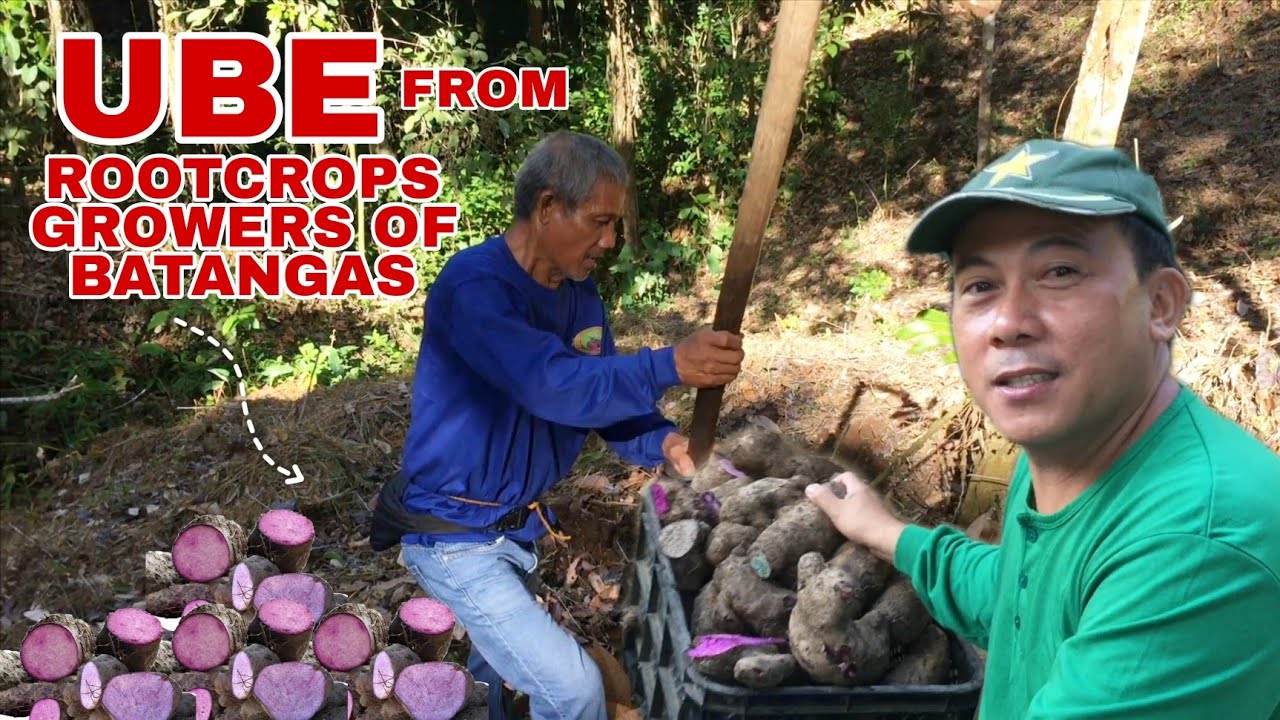 UBE ROOTCROPS FROM ROOTCROPS GROWERS OF BATANGAS | Biyaherong ...