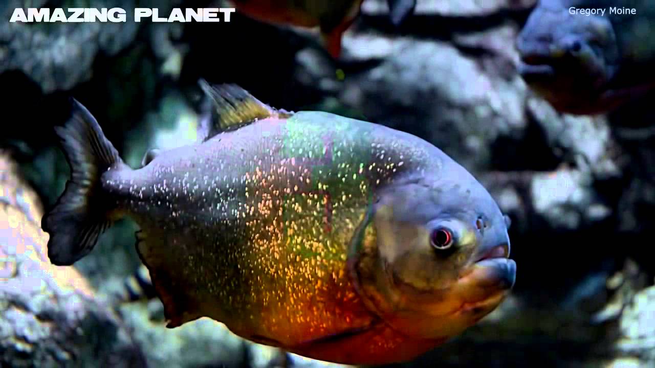 5 TERRIFYING PREDATORS of the Amazon River Basin! - YouTube