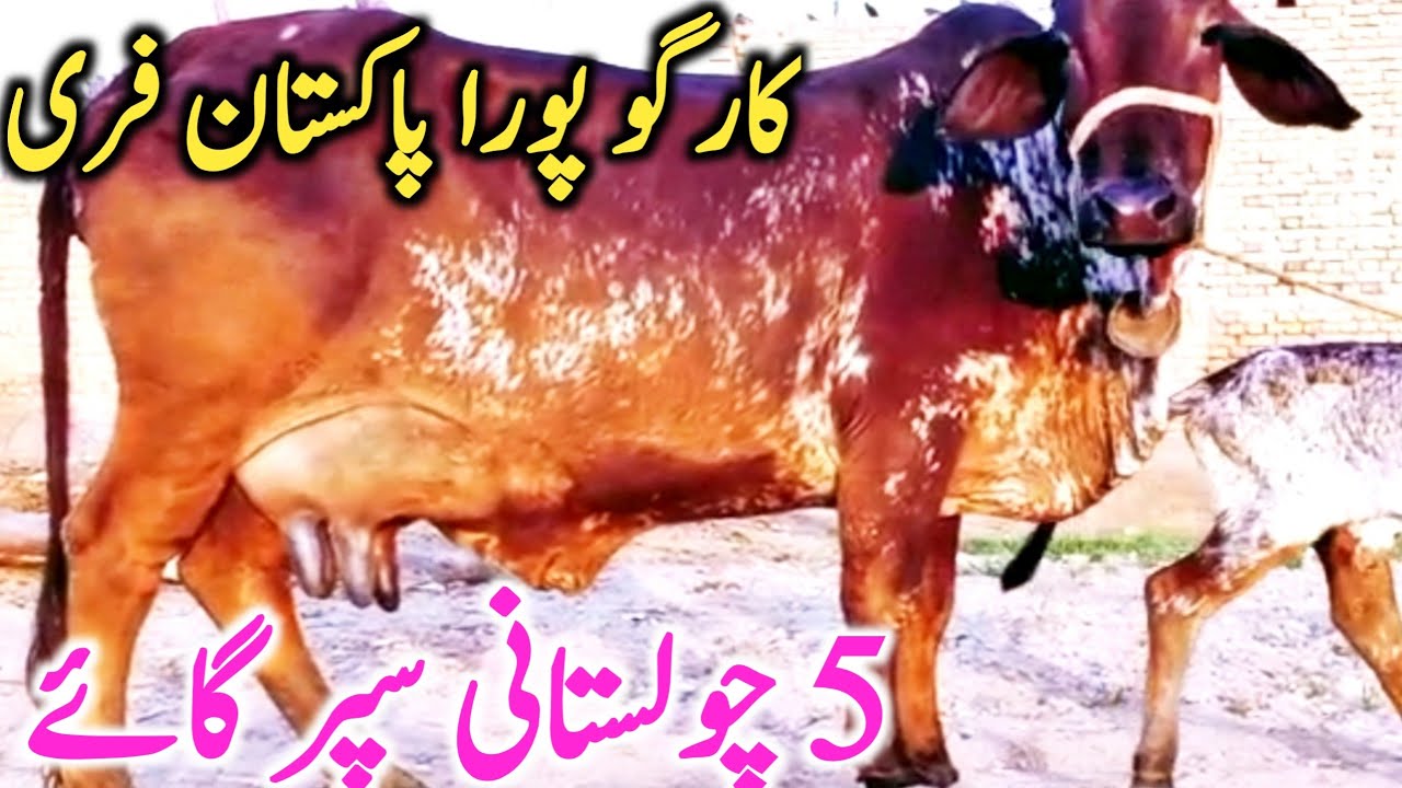 Pure Cholistani Sahiwal Cow From Cholistan Cow Mandi || Global Village ...