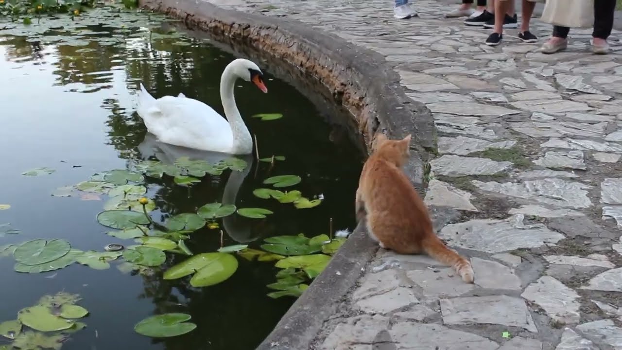 Angry Swan Attacks A Cat - YouTube