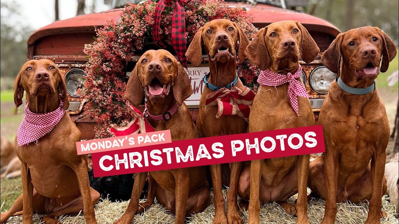 Monday Pack’s Christmas Santa Photos - YouTube