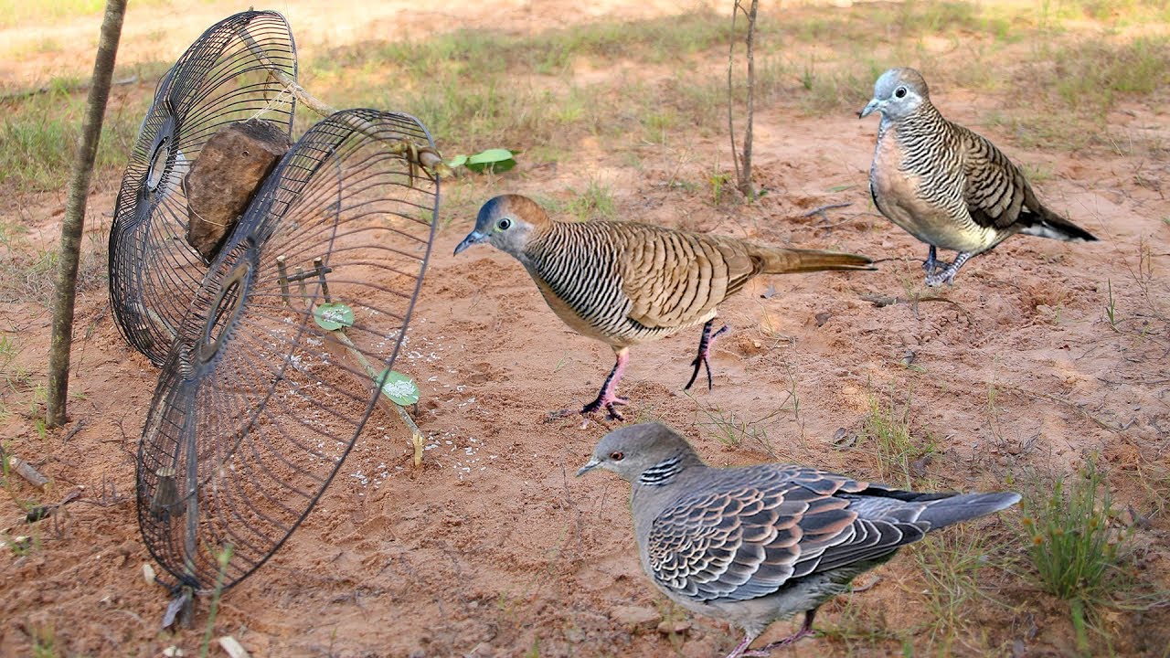Awesome Super Best Bird Trap Using Double Fan Guard - How to make an ...