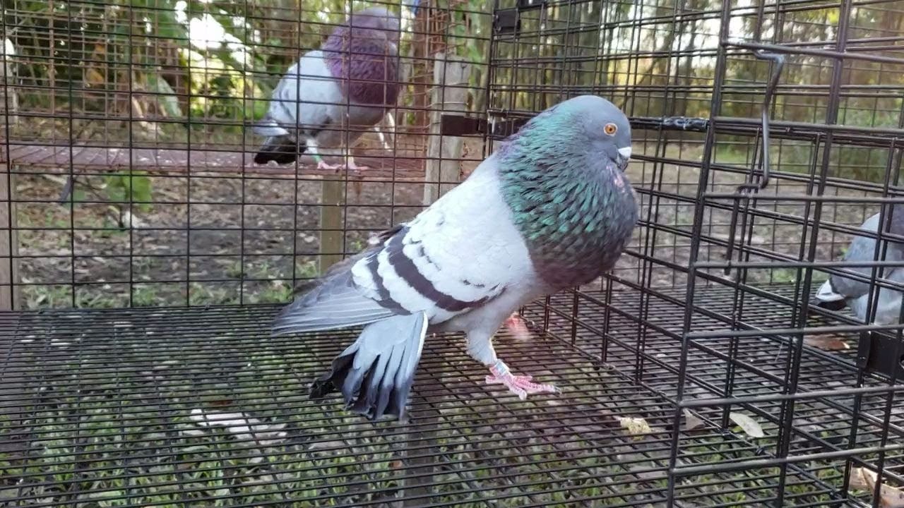 Cuban Pouter - Blue Bar BBM - 2/5/2019 - YouTube