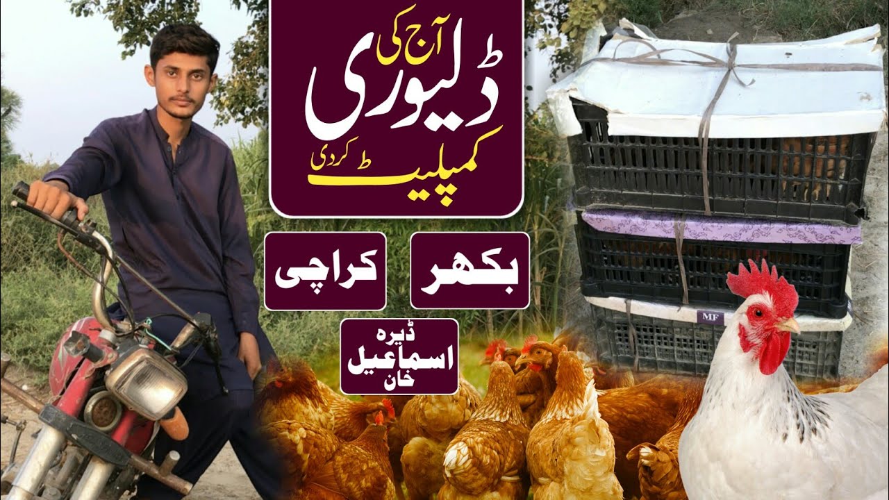 Poultry Farming In Pakistan | Delivery Method For hens in All Pakistan ...