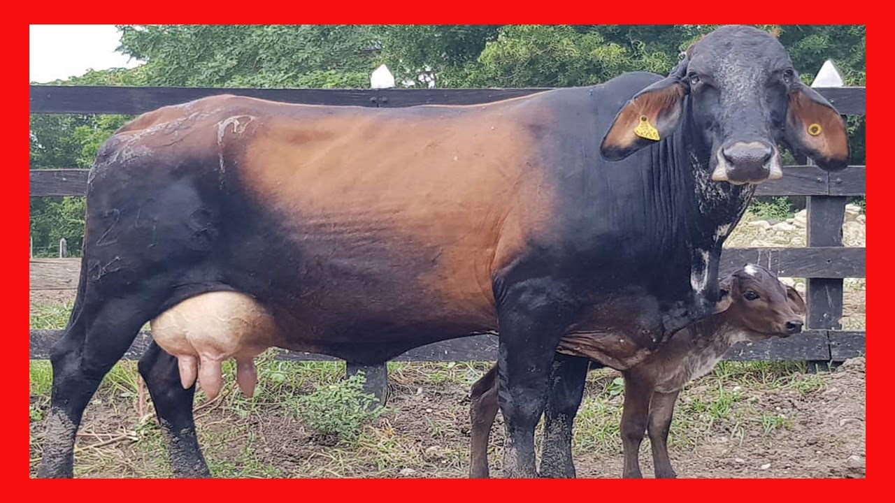 F1 GIROLANDO (GYR X HOLSTEIN) - YouTube