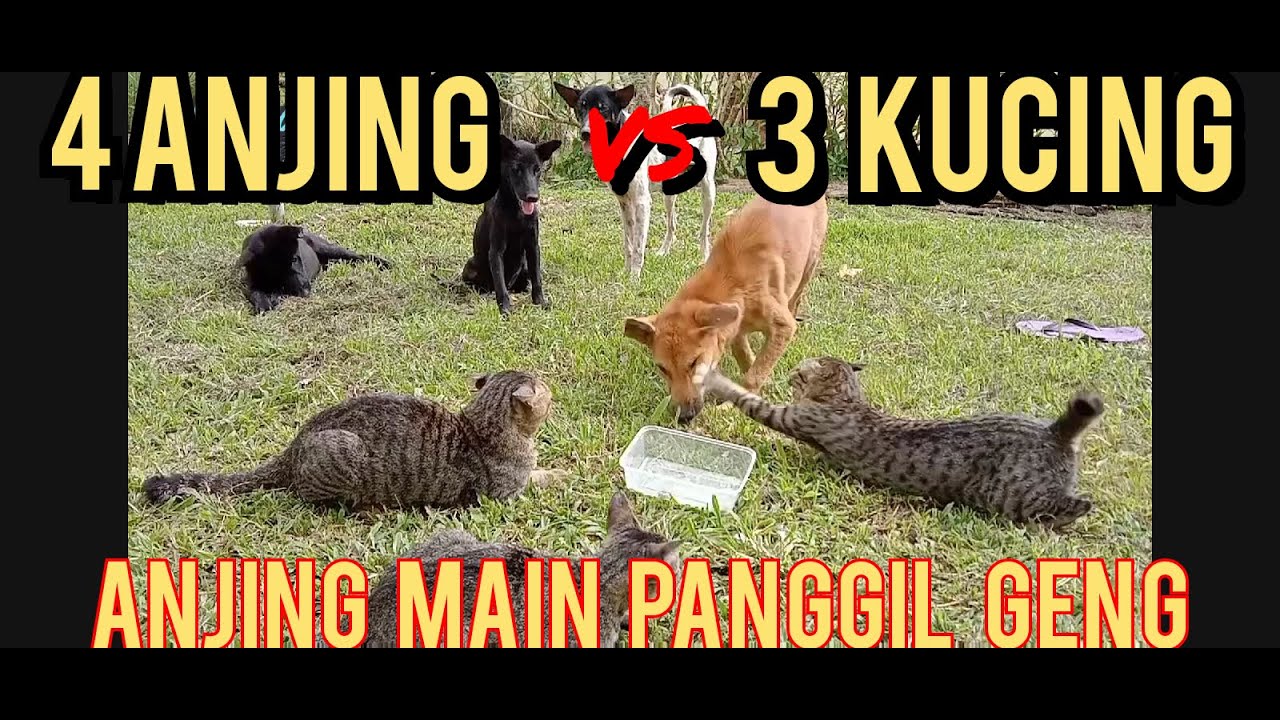 #kucing vs anjing#anjing vs kucing - YouTube