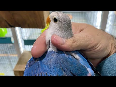 Blue Fischeri Split ino Male New Entry || Albino Red Eyes Pairing - YouTube
