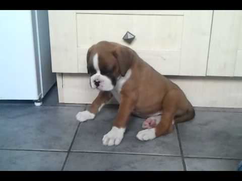 boxer puppy 7 week old falling asleep. bailey - YouTube