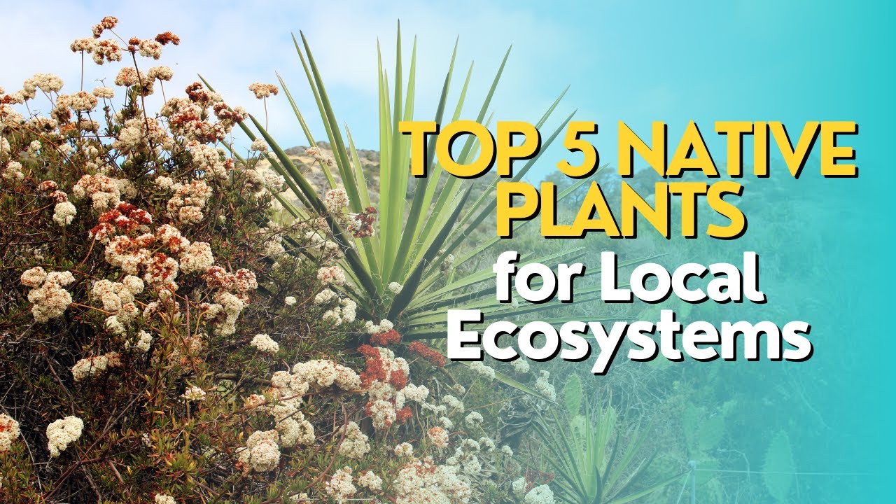 Top 5 Native Plants for Local Ecosystems - YouTube