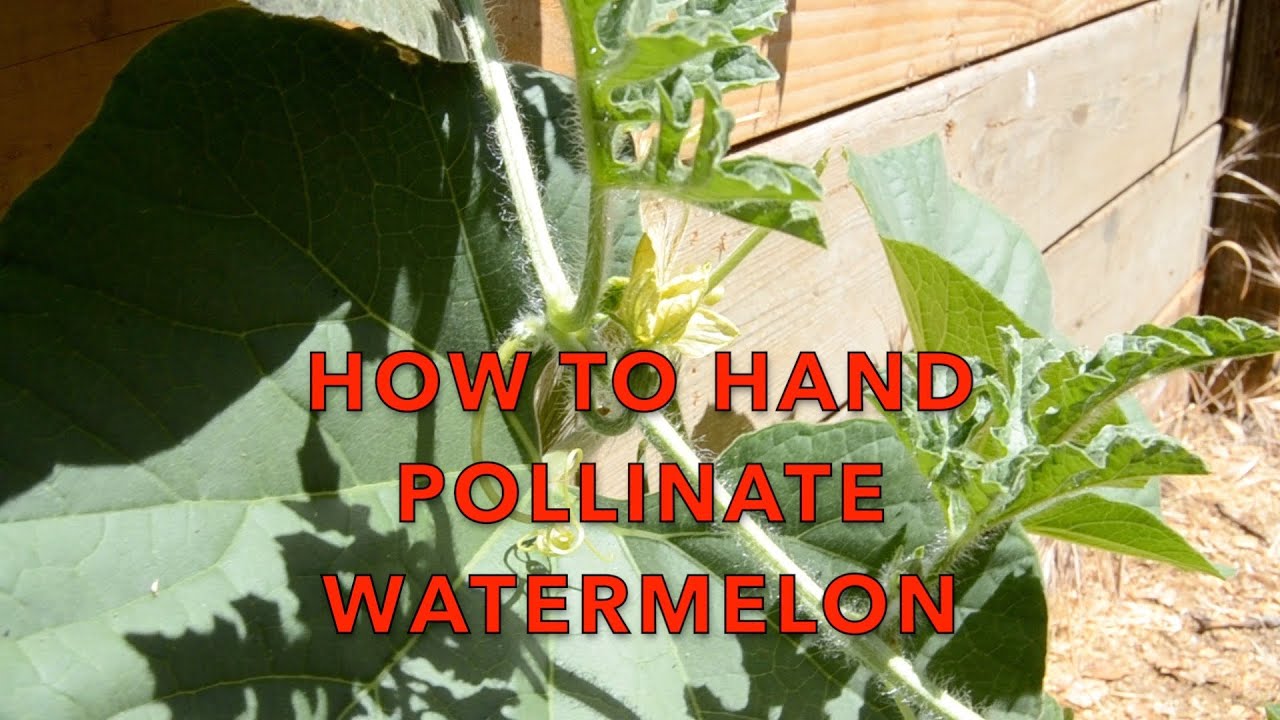 Hand pollinating watermelon flowers - YouTube