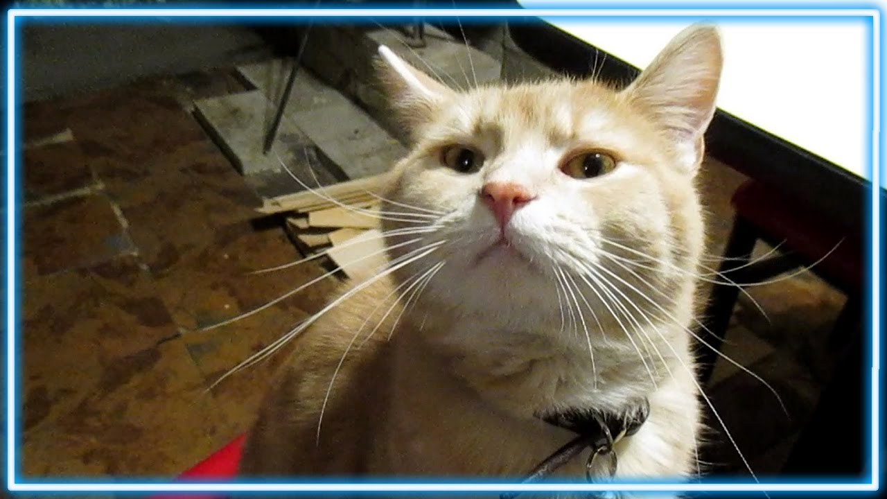 My Cat Is A Snob! - YouTube