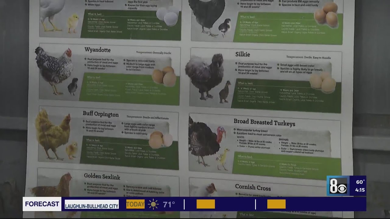 Las Vegas stores prepare for chick shipments during ongoing egg ...