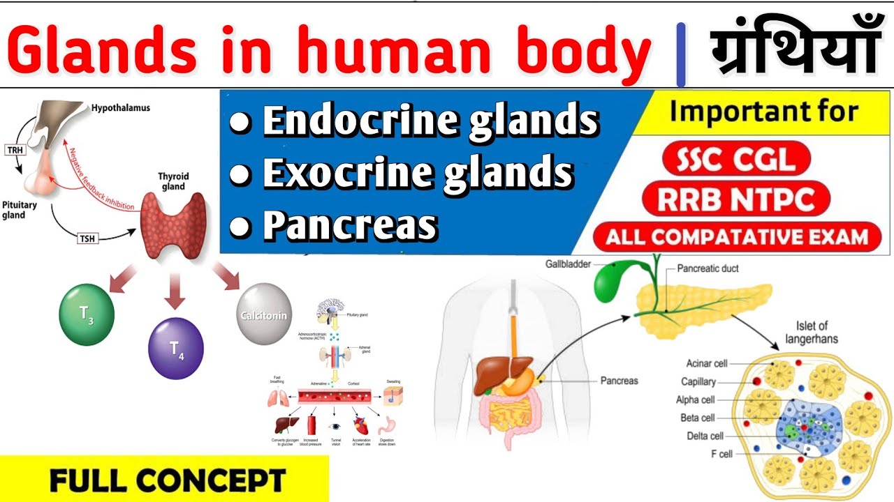 Glands in human body | मानव शरीर के प्रमुख ग्रंथियाँ और हार्मोन्स ...