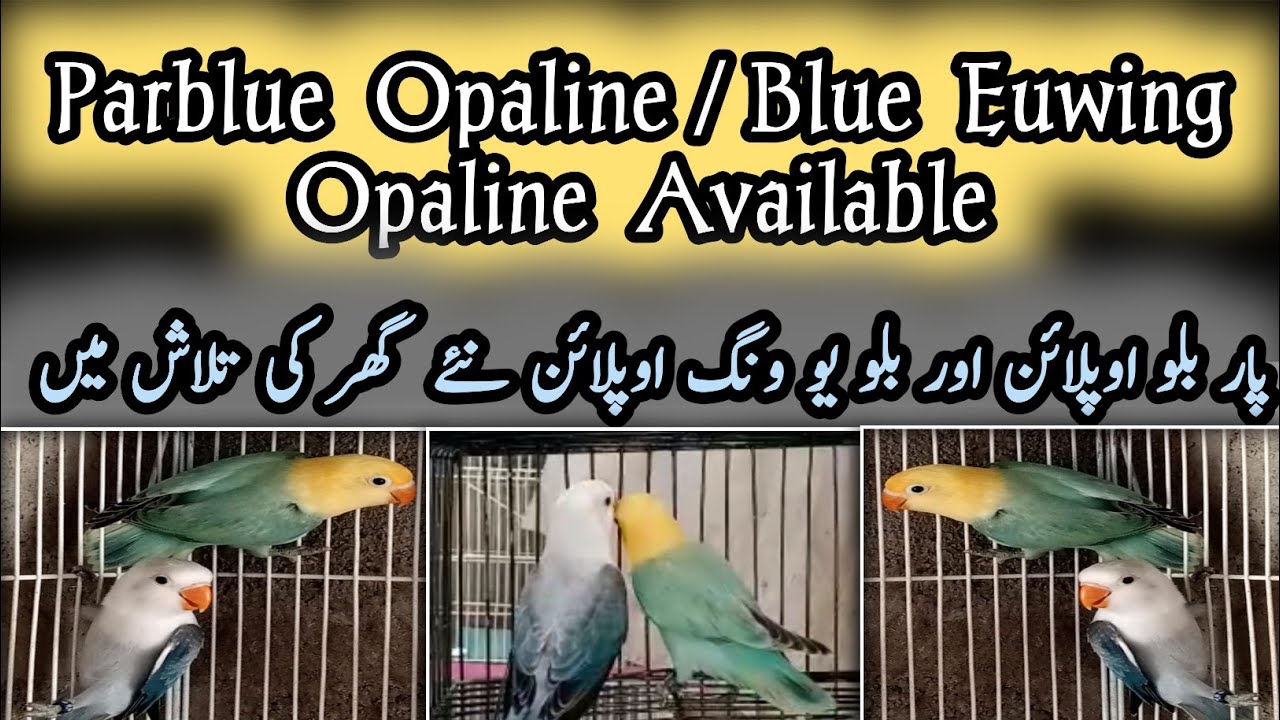 Parblue Opaline Blue Euwing Opaline Available | Parblue Opaline | Blue ...