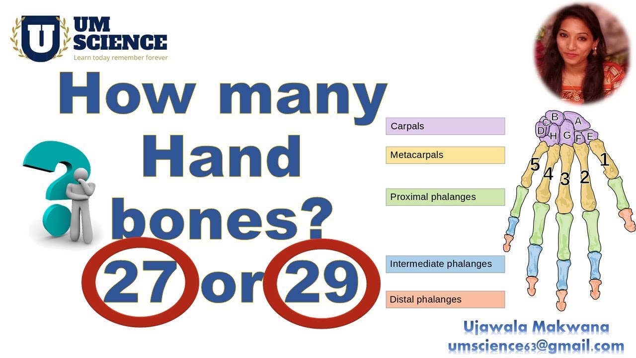 How many Hand Bones ? 27 🤔Or 29 ??? - YouTube