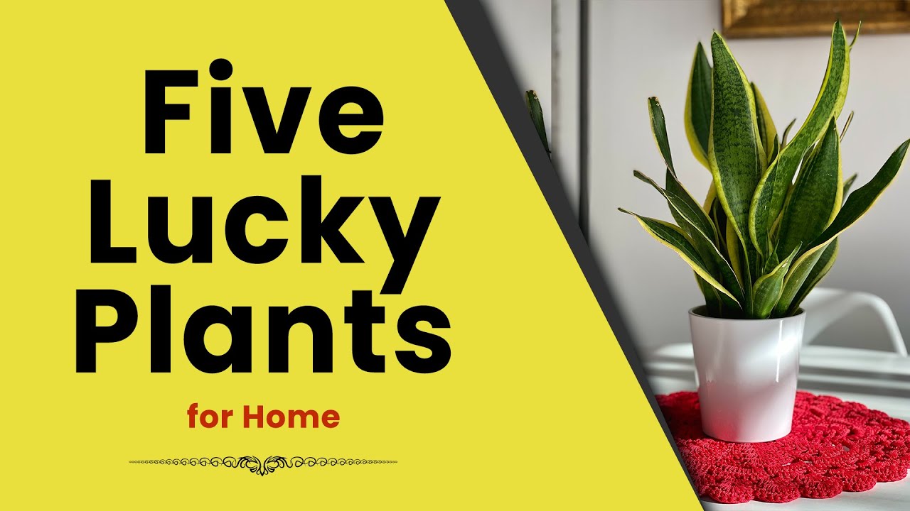 Lucky Plants That Will Bring Good Luck & Wealth | Lucky Plants for Home ...