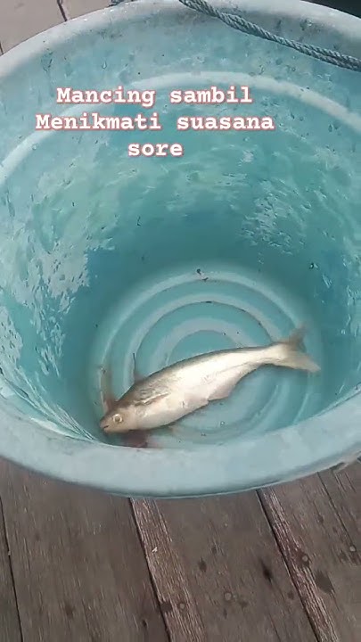 Mancing sambil santai di sore hari - YouTube