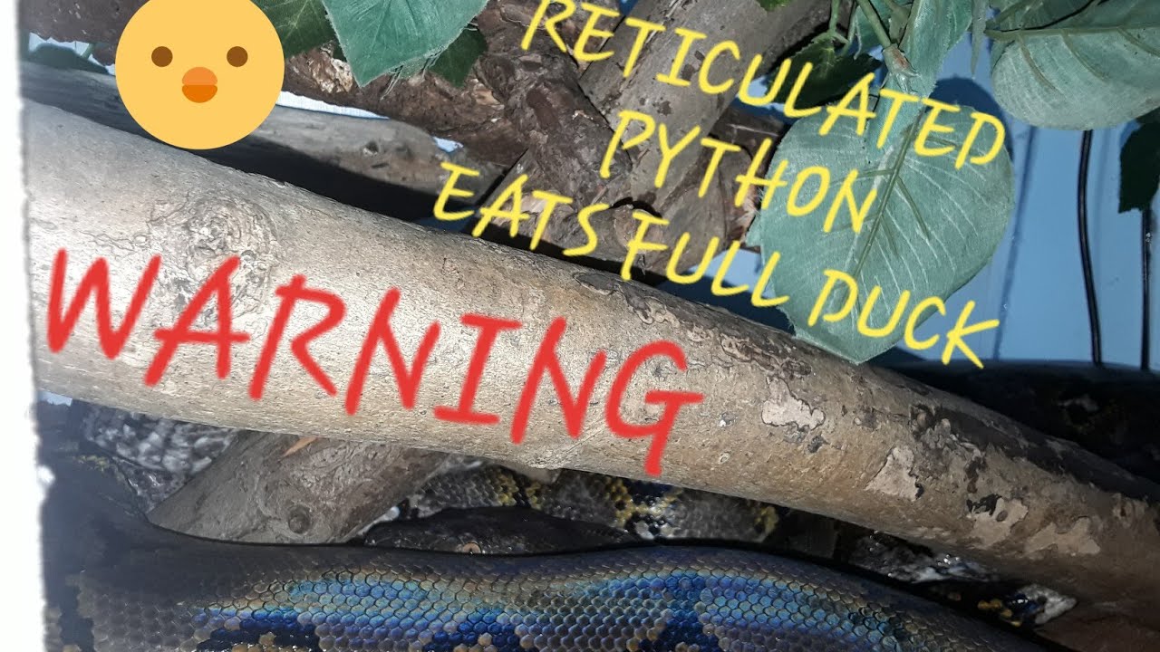 RETICULATED PYTHON EATS FULL DUCK - YouTube