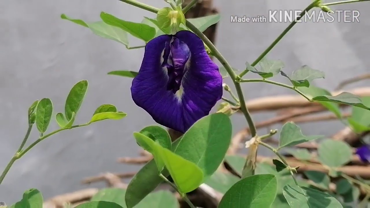 Blue Ternate | Blue Butterfly Pea | Clitoria Ternatea - YouTube