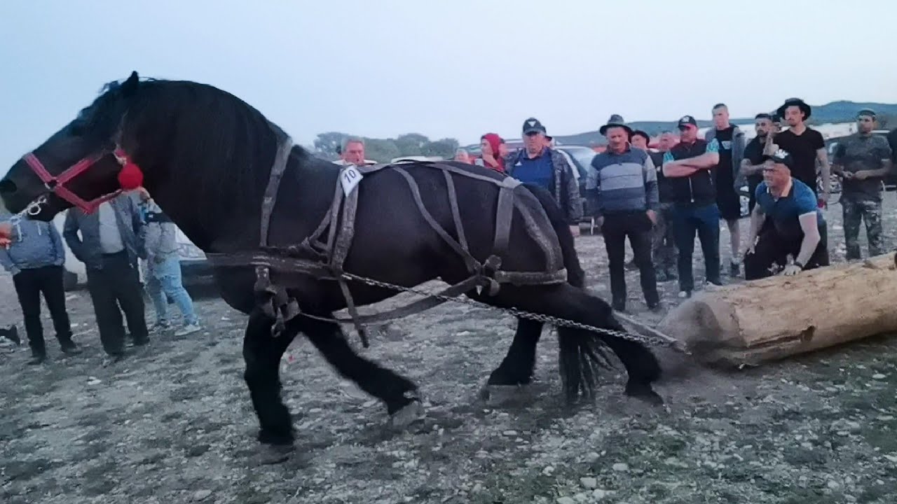 Cai probe de tracțiune cu armăsarul lui Attila de la Brașov 2023 - YouTube