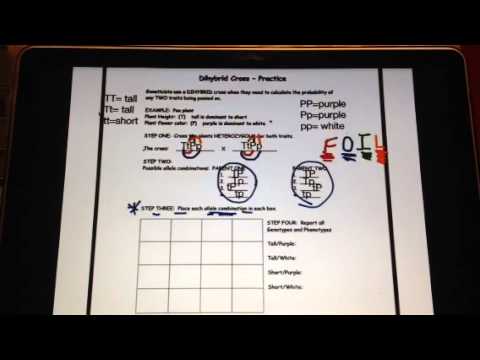 Dihybrid Cross with Pea Plant Height and Flower Color - YouTube