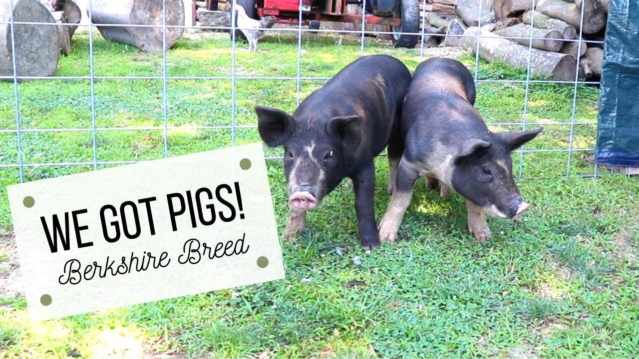 New Pigs for the Homestead! 🐷 || Berkshire Hogs || Livestock Hoop House ...