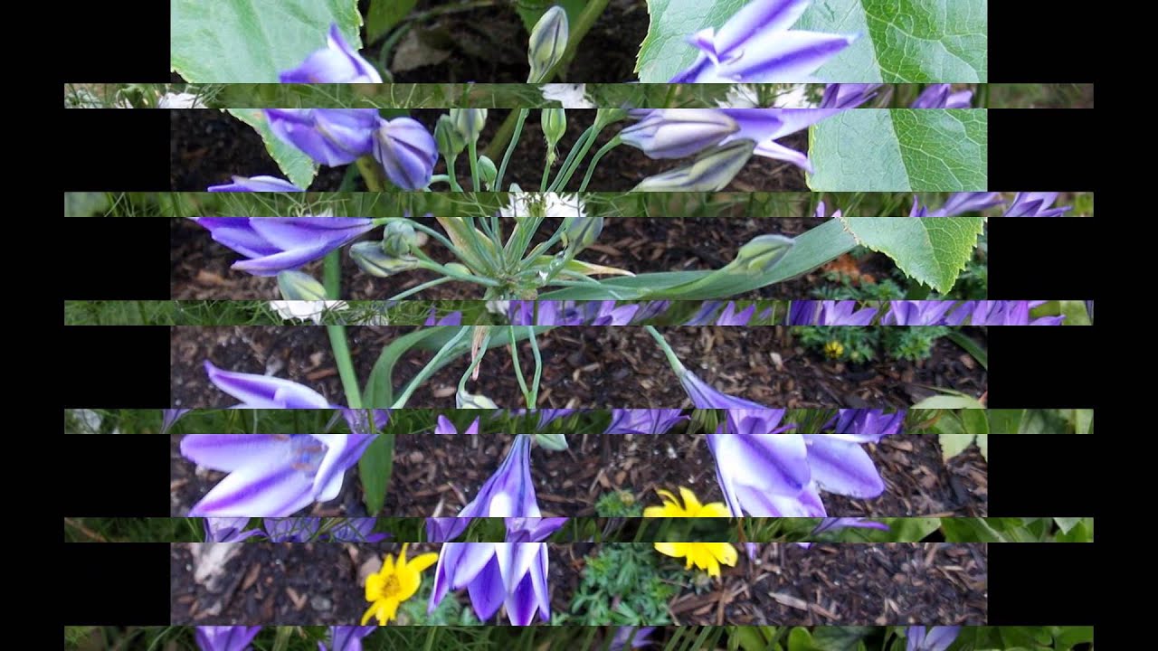 БРОДИЭЯ (BRODIAEA = HOOKERA) сем. Луковые - YouTube