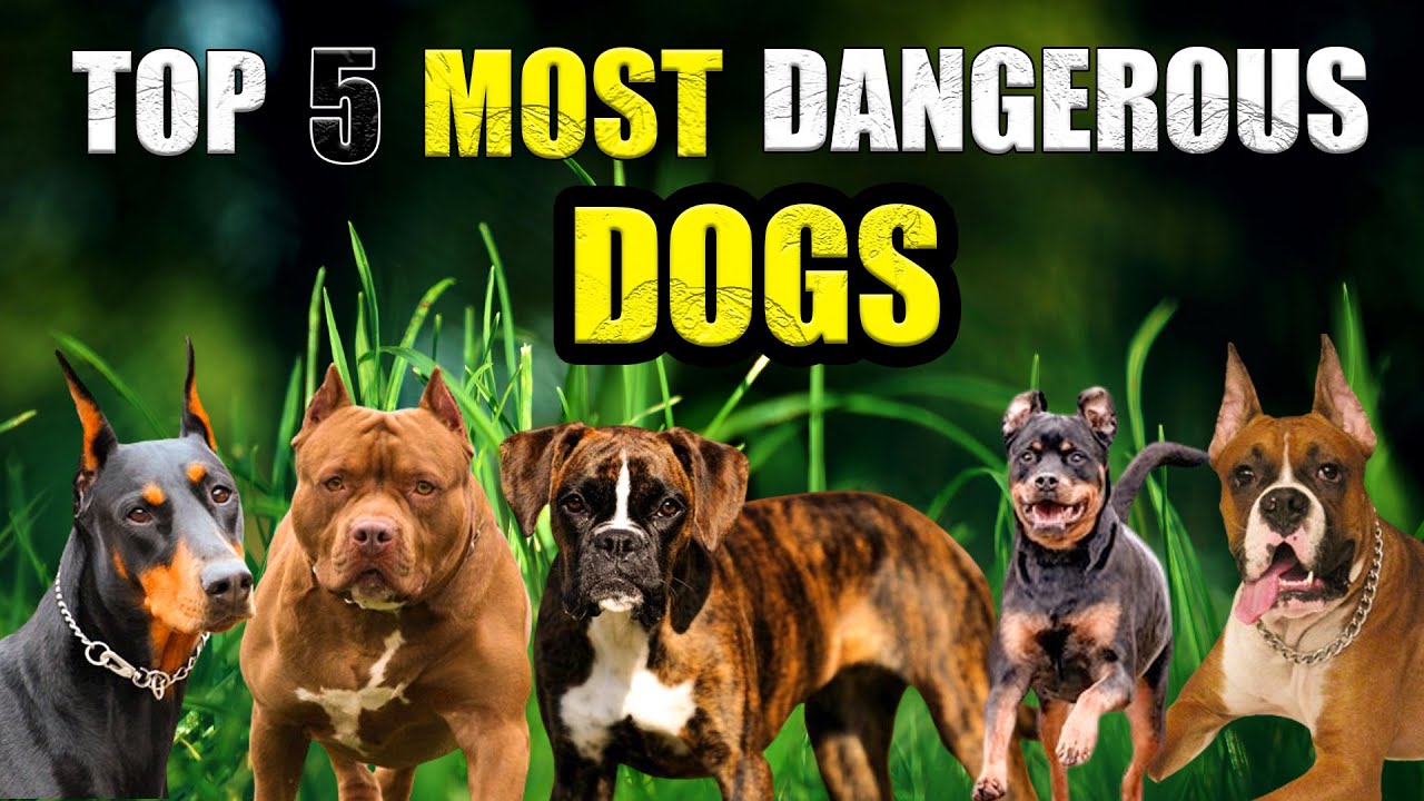 Top 5 Most Dangerous Dogs In The World | Info Trend Tv - YouTube