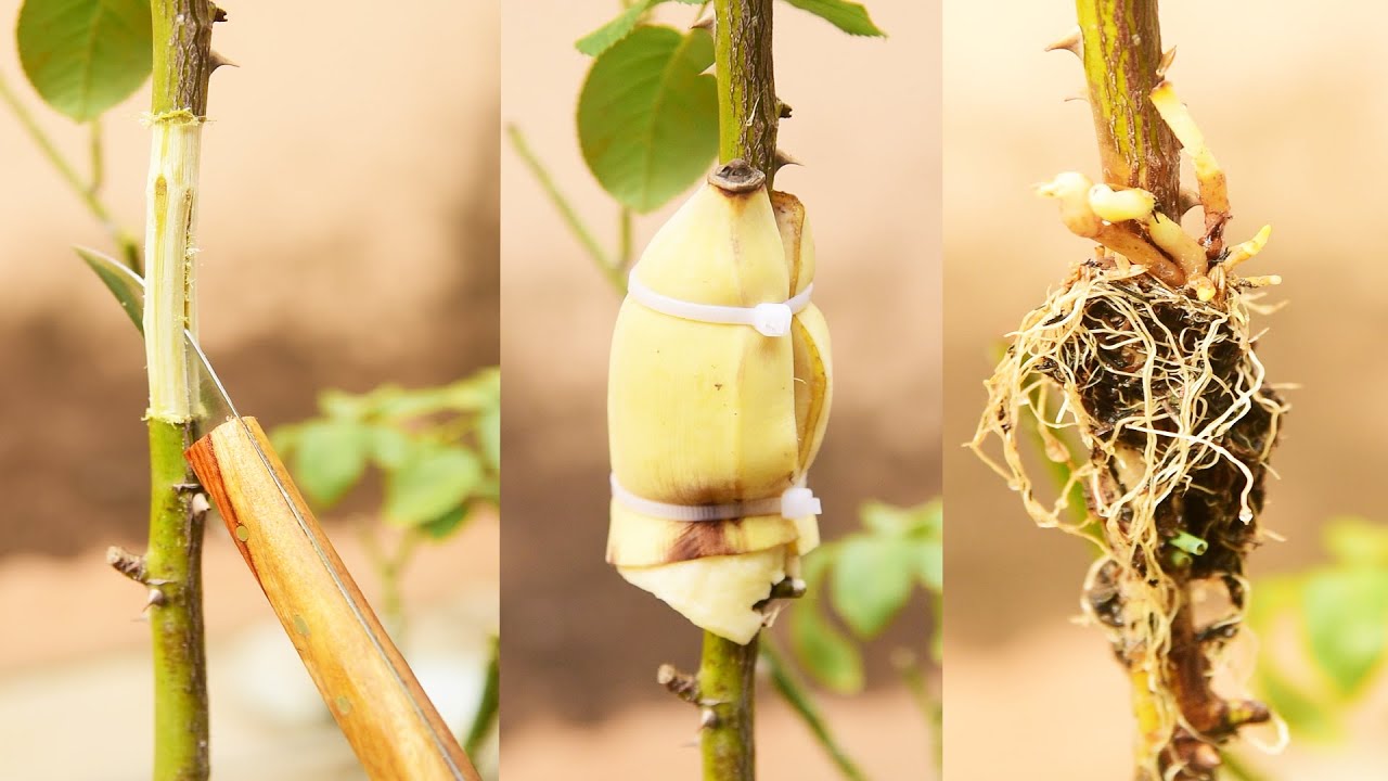 The Power of Bananas Interrupt Rose Double Rooting Unexpectedly ...