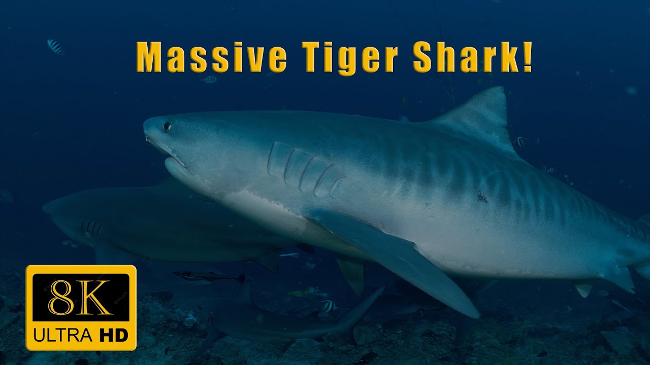 Hd Tiger Shark Wallpaper