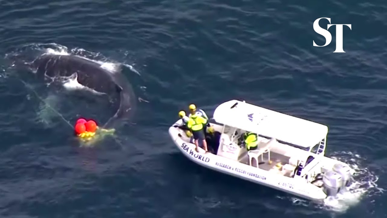 Australians work to free whale tangled in nets - YouTube