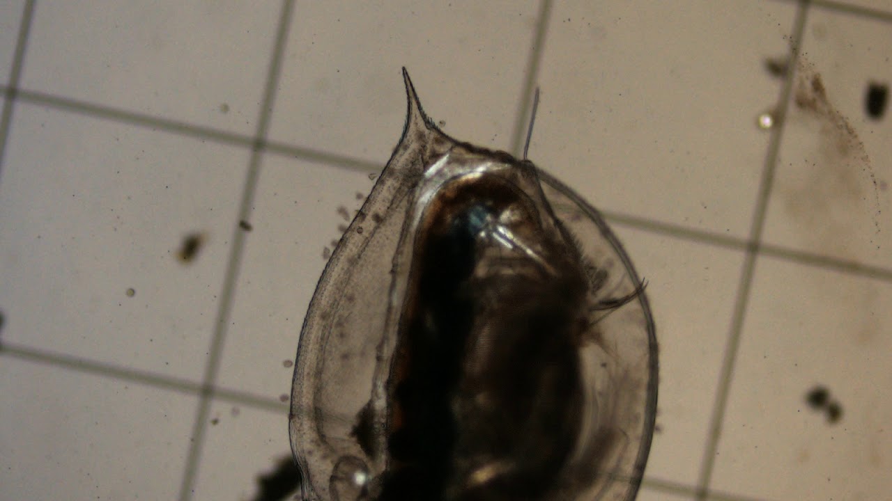 Daphnia and Zebra Mussel Veliger - YouTube