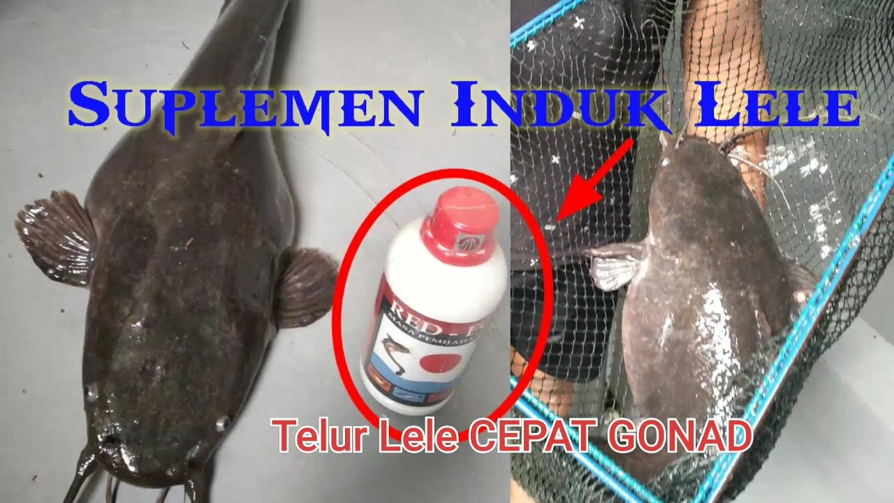 Cara Mempercepat Induk Lele Agar Telur Cepat Matang Gonad - YouTube