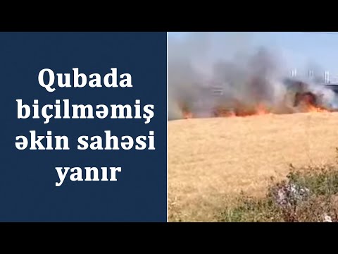 Qubada biçilməmiş əkin sahəsi yanır