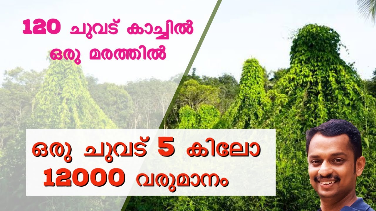 kachil krishi malayalam #How To Grow Kachil #kachil farming # - YouTube