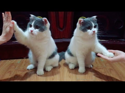 OMG a sulk cat vs a smart cat - YouTube