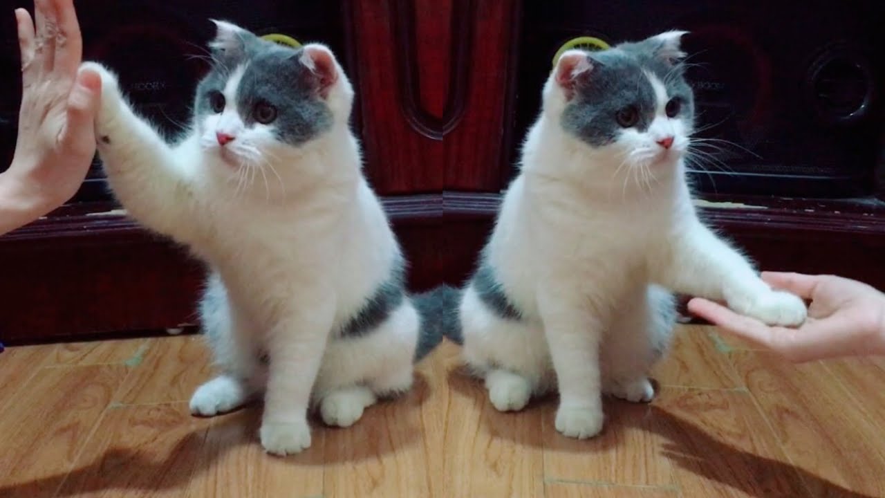 OMG a sulk cat vs a smart cat - YouTube