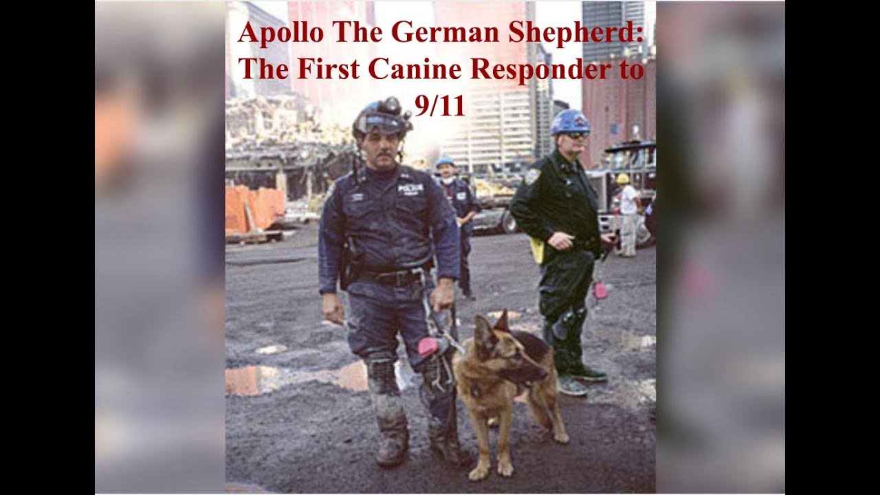 The Story Of Apollo - German Shepherd - 9/11 Hero Tale - YouTube