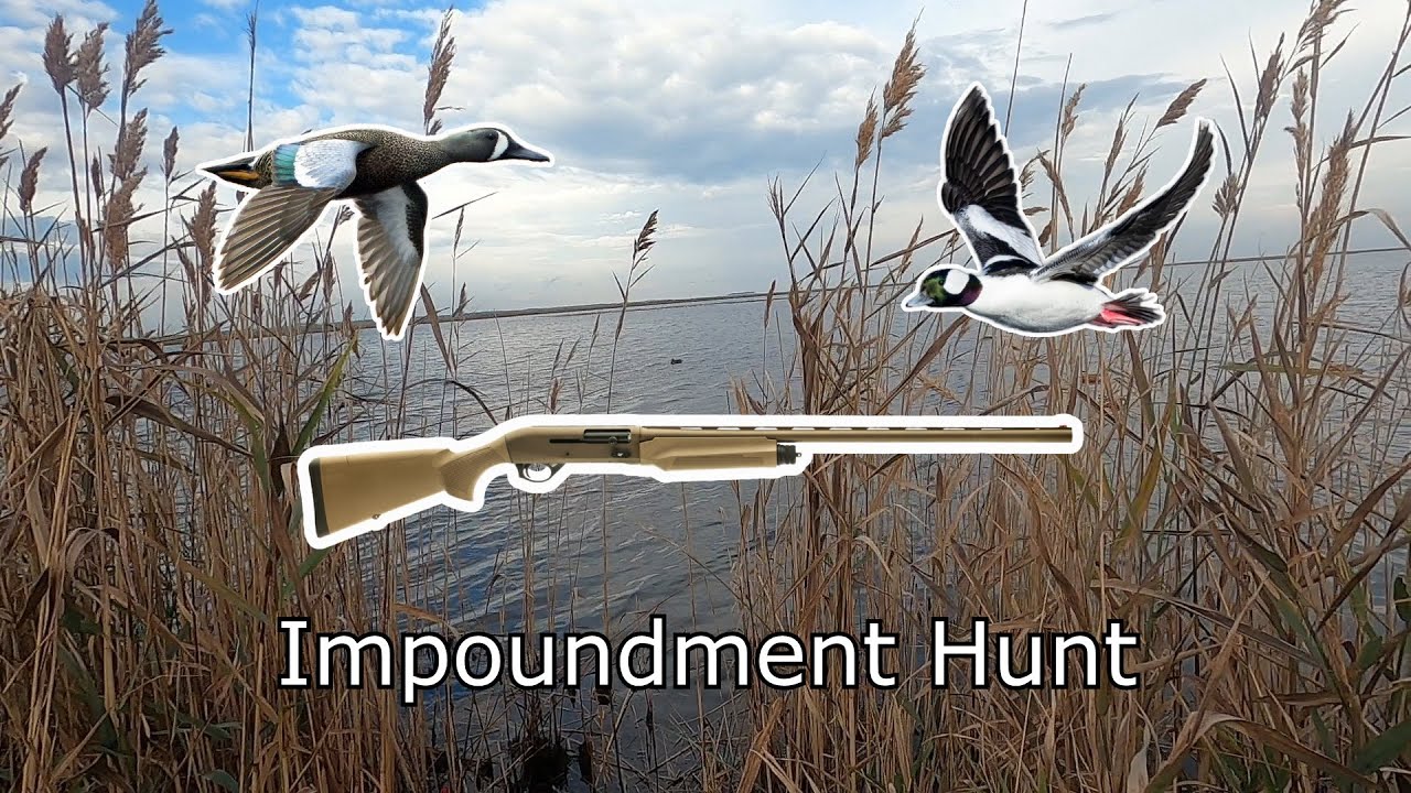 Morning Duck Hunt in an Impoundment - YouTube