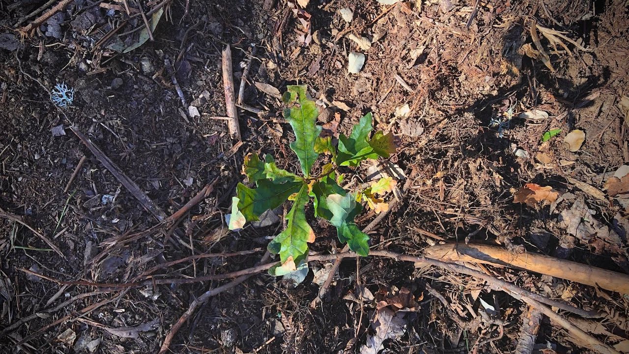 How to GROW A FOREST the Lazy Way (and the Hard Way) // Sustainable ...