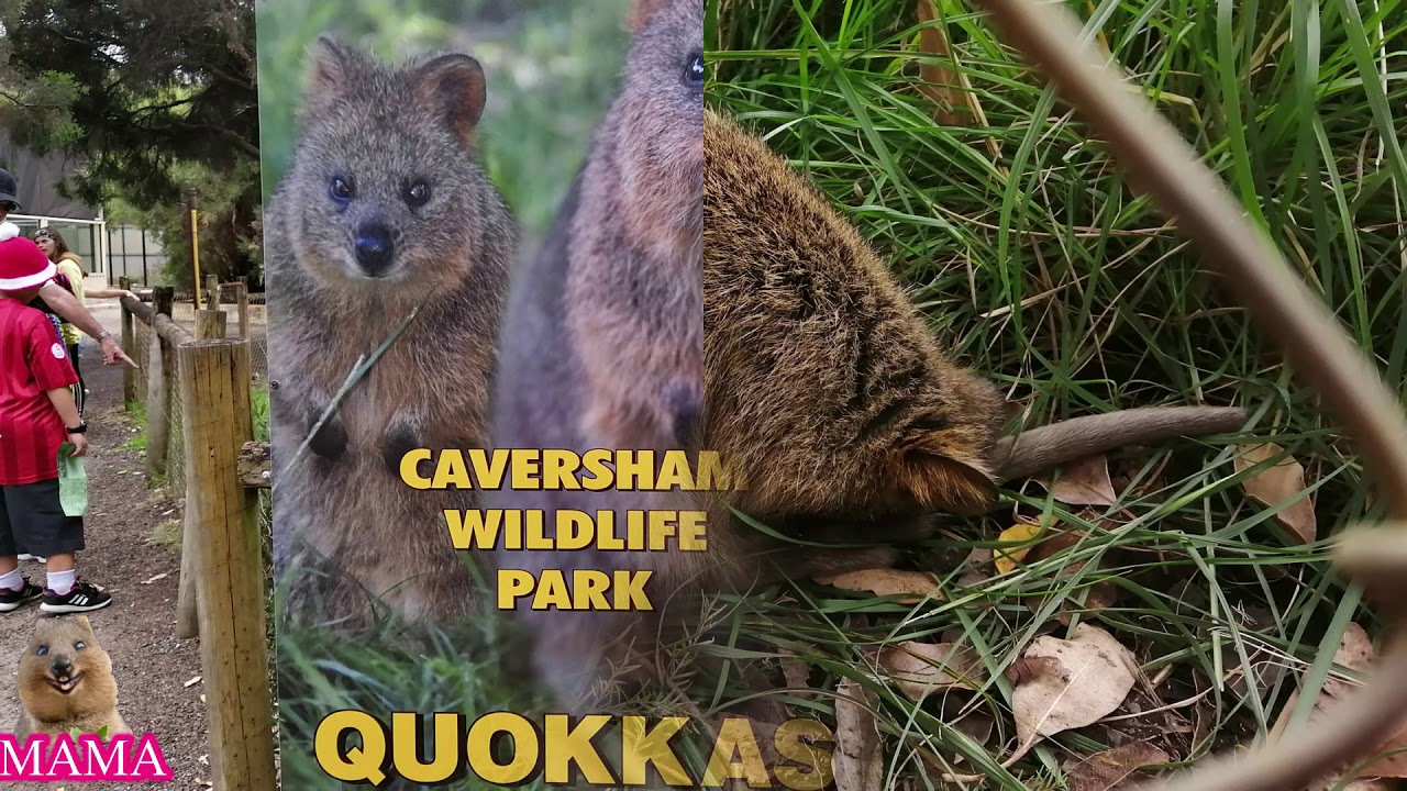 Zoos in Perth, Australia Wildlife Park. สวนสัตว์ในเพิร์ท สเตรเลีย ...