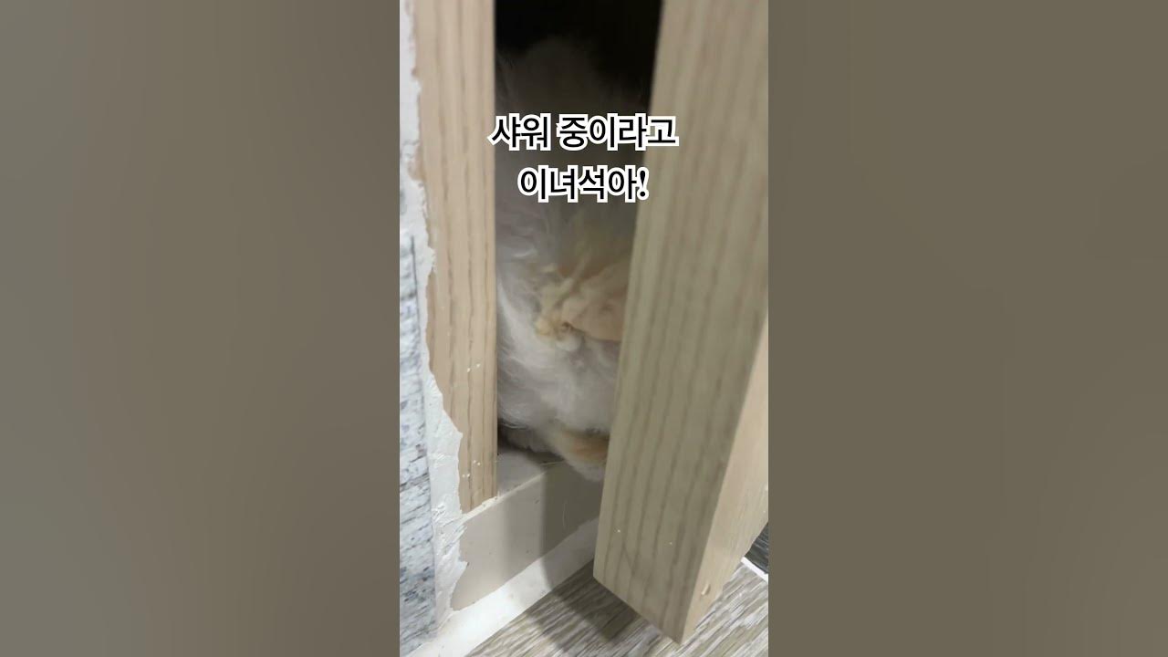 샤워하는데 문 긁는소리가 나서 열어보니 크흡 😁😁🤣강아지일상 Shorts Youtube