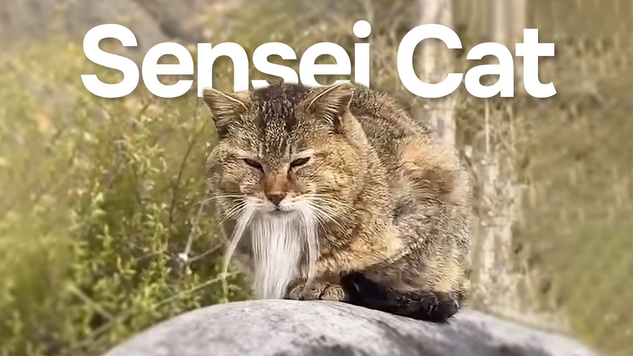 Sensei Cat Original VS Meme / Chinese Cat Meme - YouTube