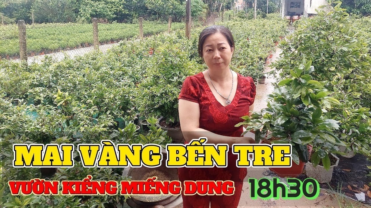 10/3 🔴Vườn Kiểng hơn 35 giống Bến Tre bao rẻ 250k/2c bonsai đẹp vườn ...