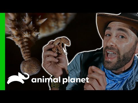 Coyote Catches A Rare Knob Tailed Gecko! | Coyote Peterson: Brave The Wild