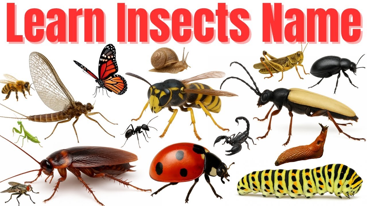 Learn Insect Name For Kids in English|Meet Amazing Insects for Kids ...